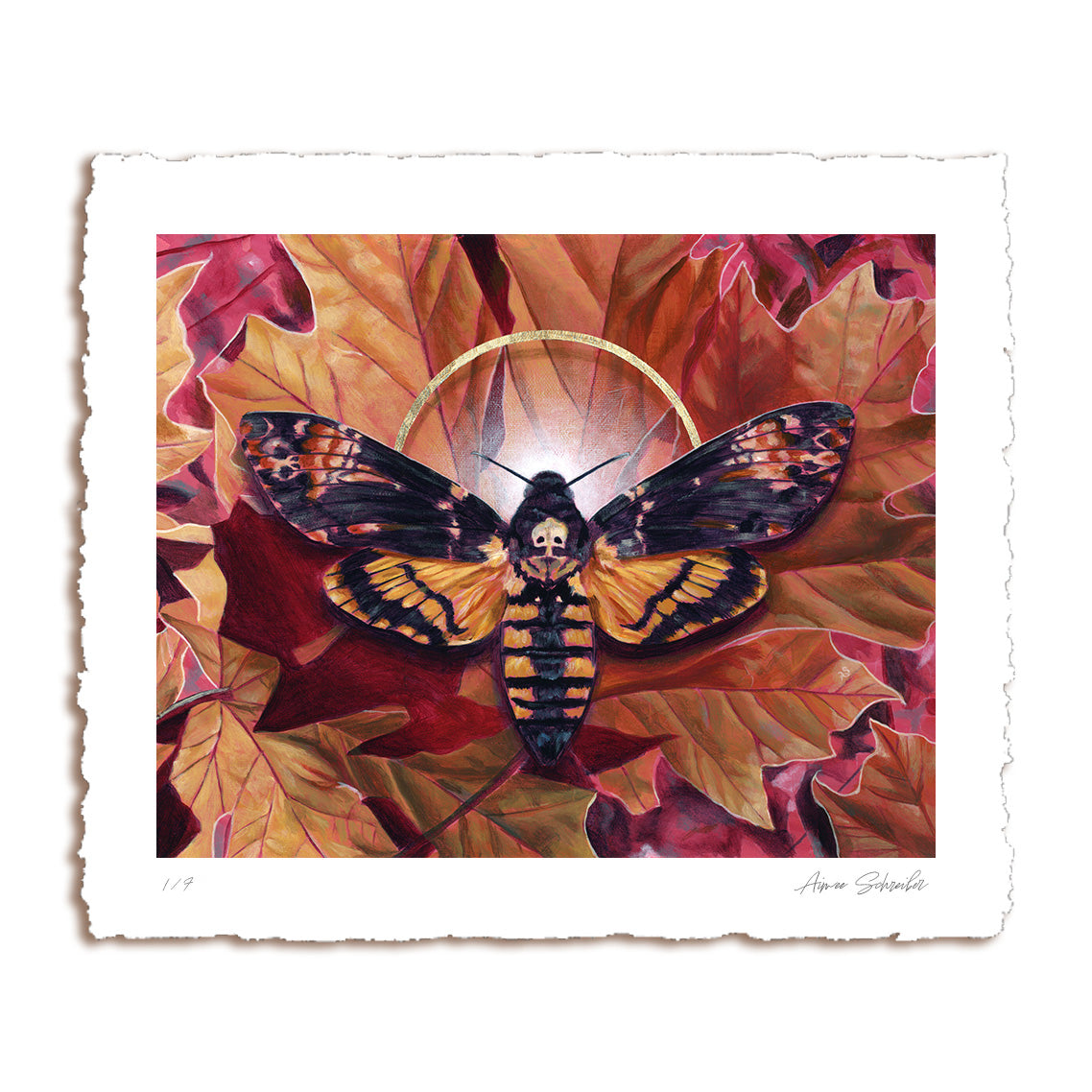 Moth Art | Butterfly Art for Wall | Art for Insect Lovers - The Copper Wolf