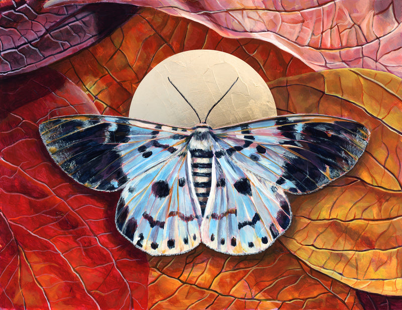 Moth Art | Butterfly Art | Insect Art Prints by Aimee Schreiber - The ...