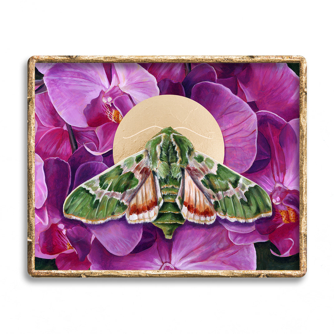 Moth Art | Butterfly Art for Wall | Art for Insect Lovers - The Copper Wolf