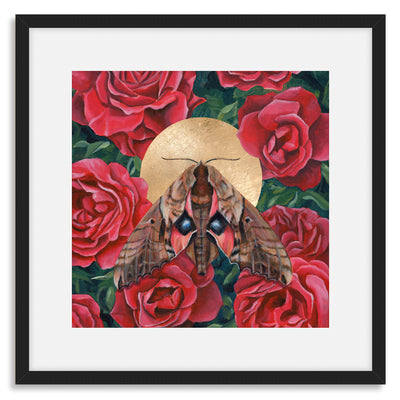 Moth Art | Butterfly Art | Insect Art Prints by Aimee Schreiber - The ...